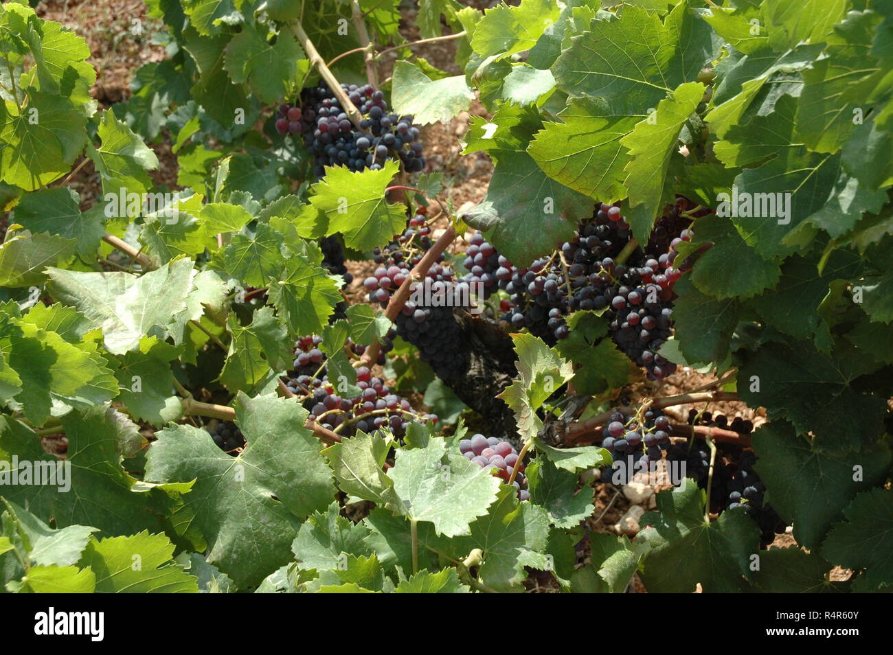 grapes in spain Stock Photo - Alamy