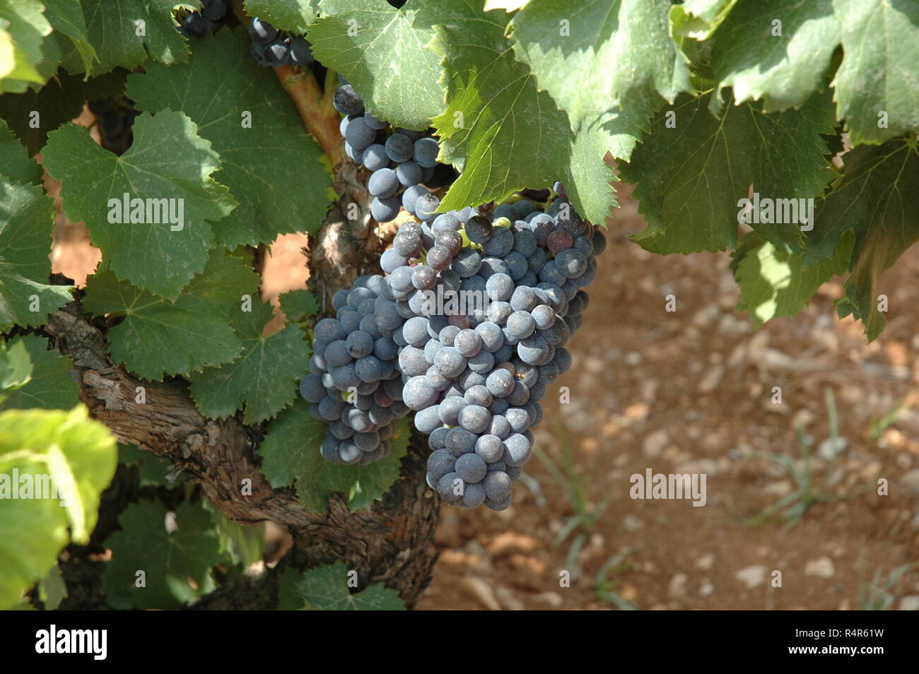 grapes in spain Stock Photo - Alamy