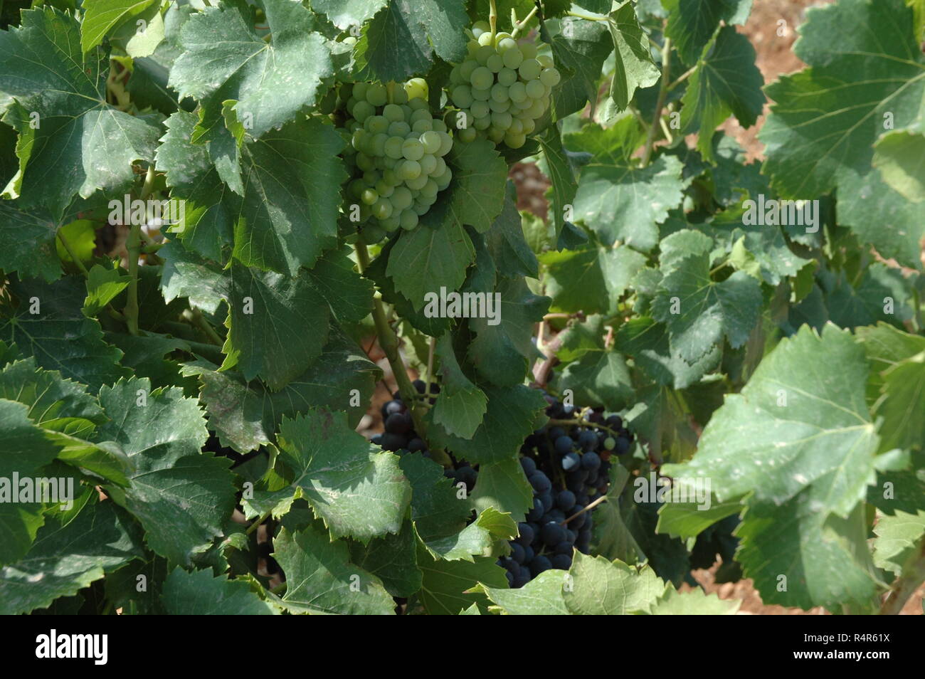grapes in spain Stock Photo - Alamy
