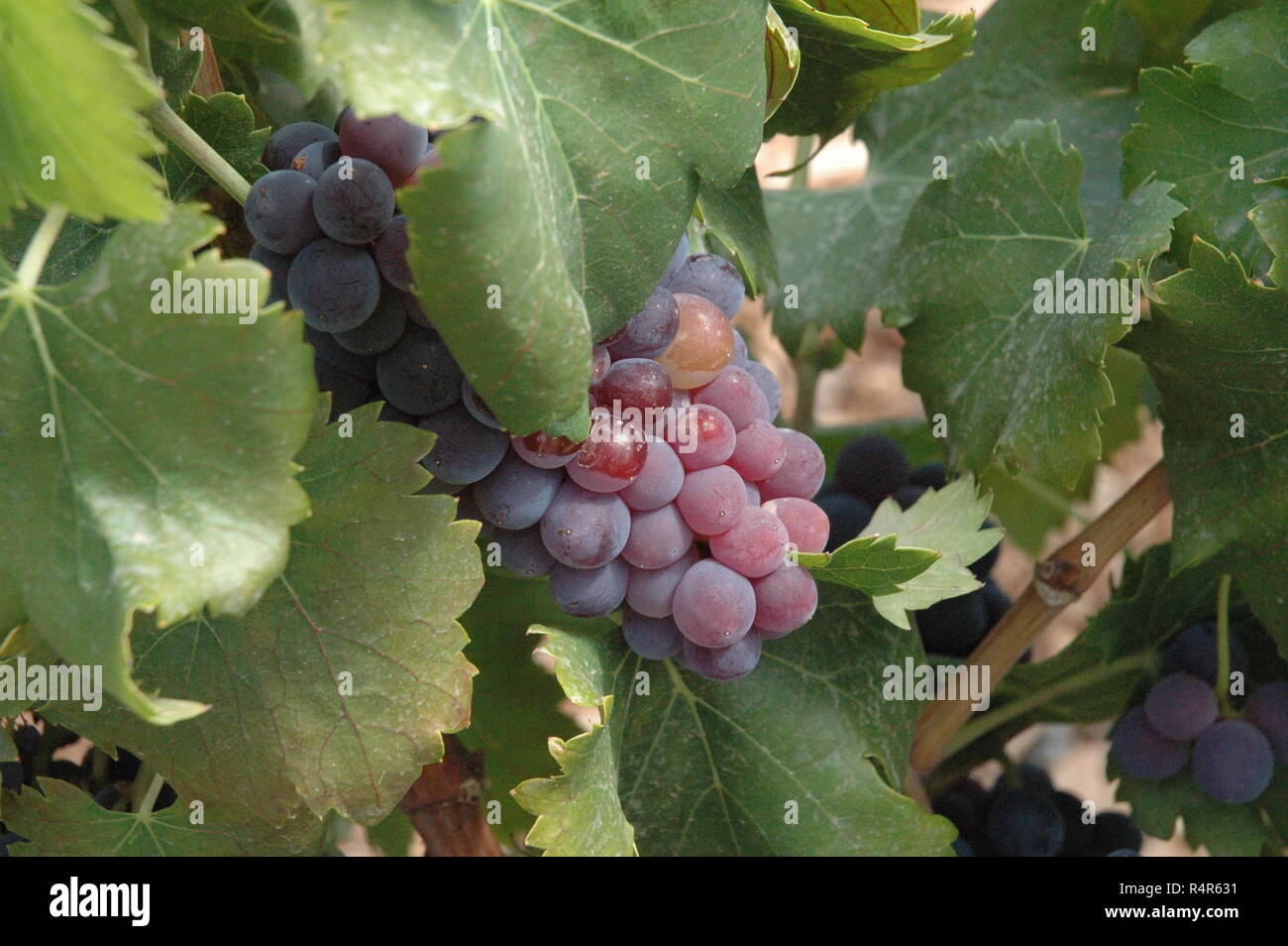grapes in spain Stock Photo - Alamy