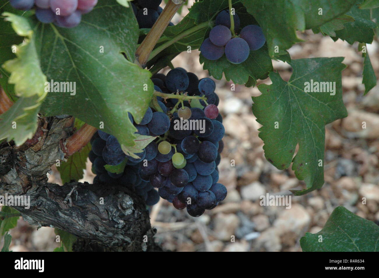 grapes in spain Stock Photo - Alamy