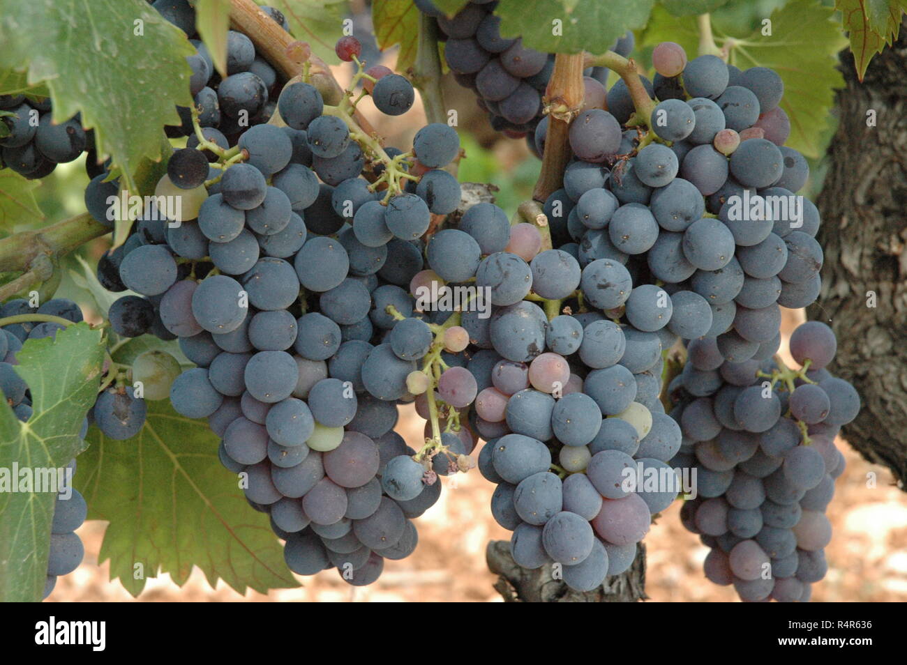 grapes in spain Stock Photo - Alamy