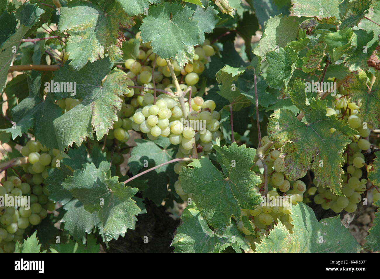 grapes in spain Stock Photo - Alamy