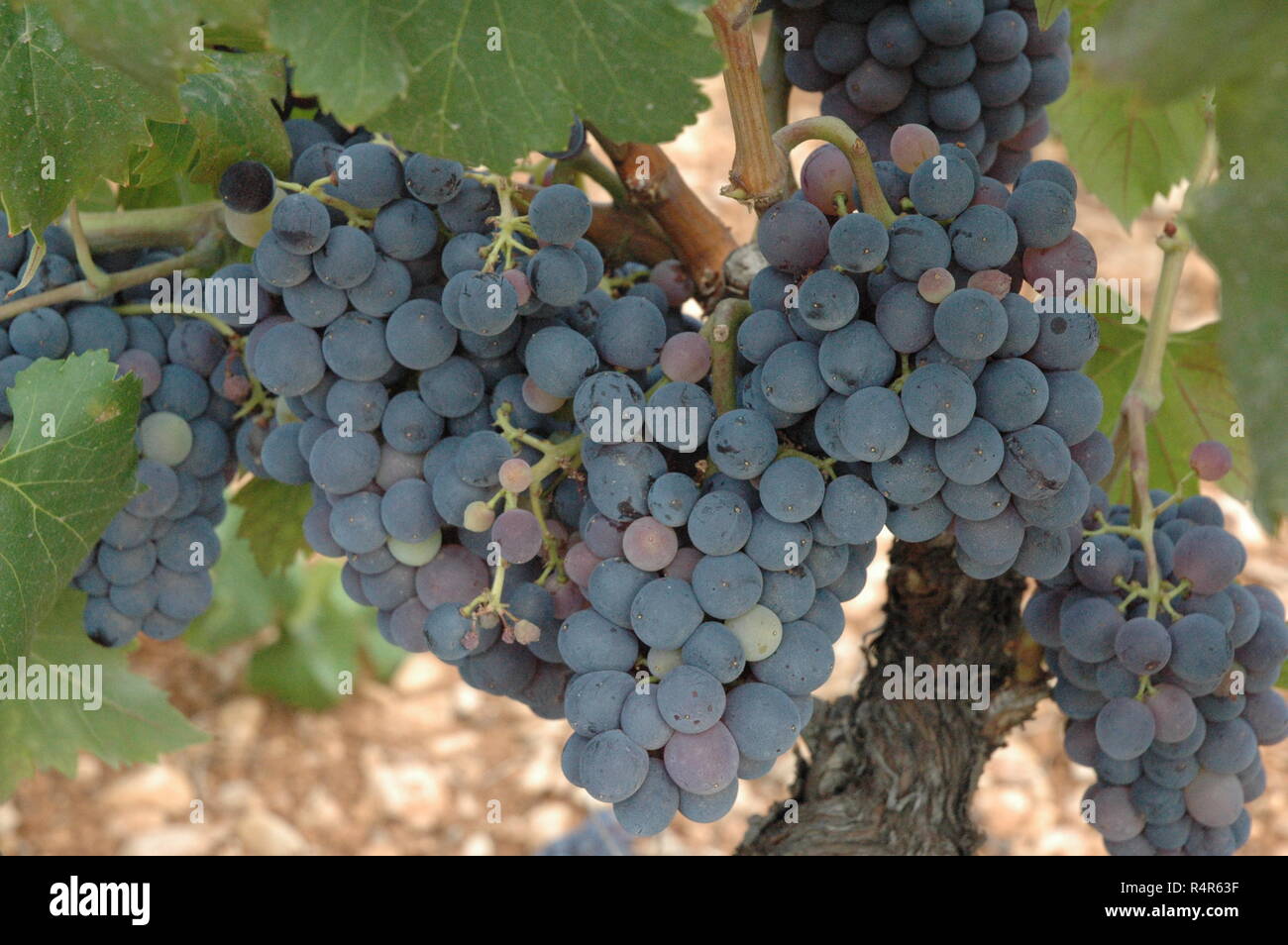 grapes in spain Stock Photo - Alamy