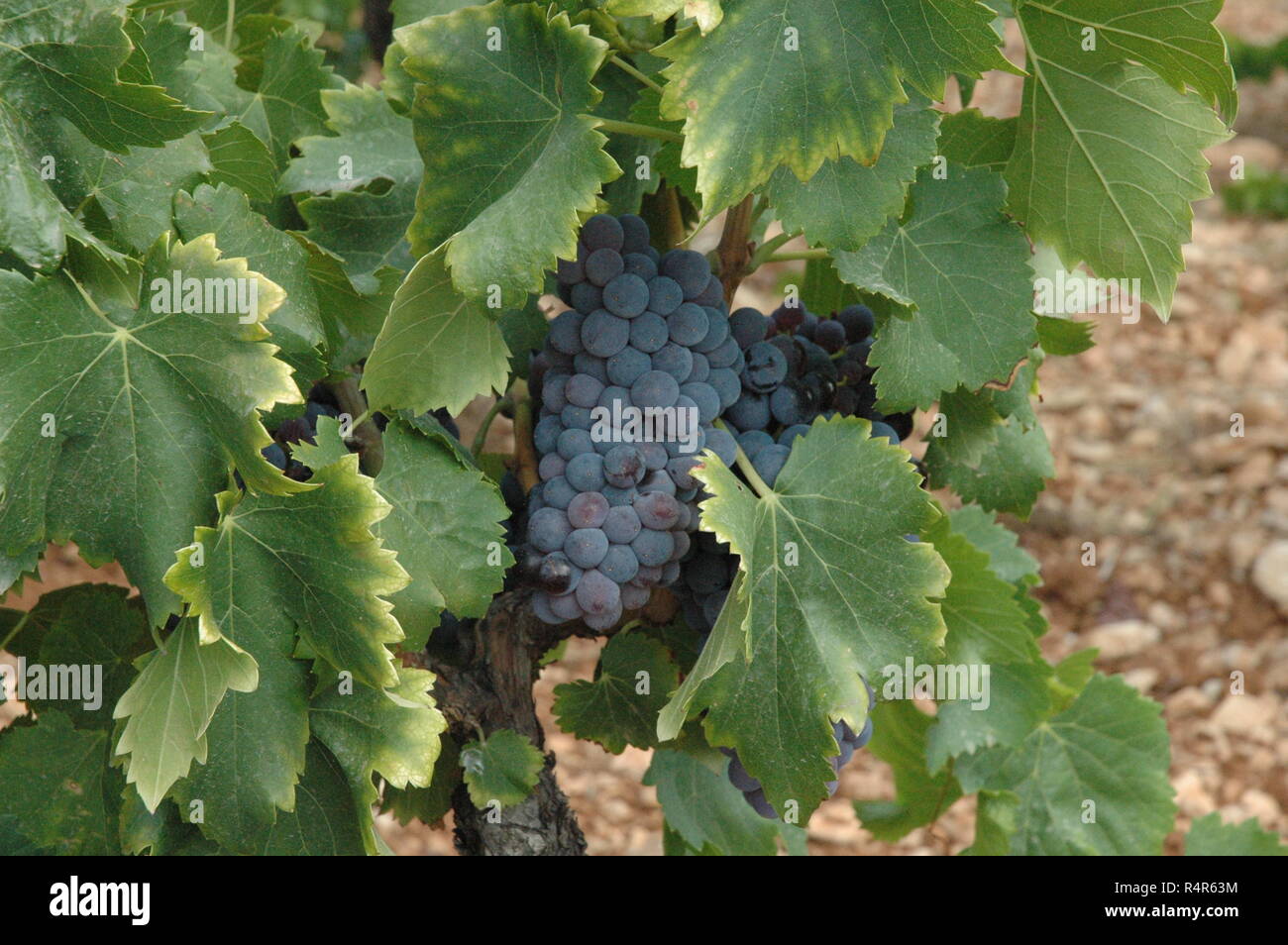 grapes in spain Stock Photo - Alamy