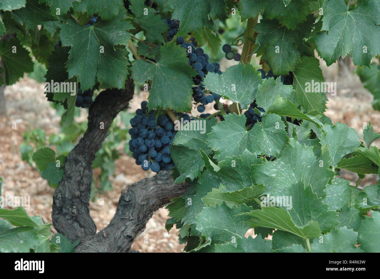 grapes in spain Stock Photo - Alamy