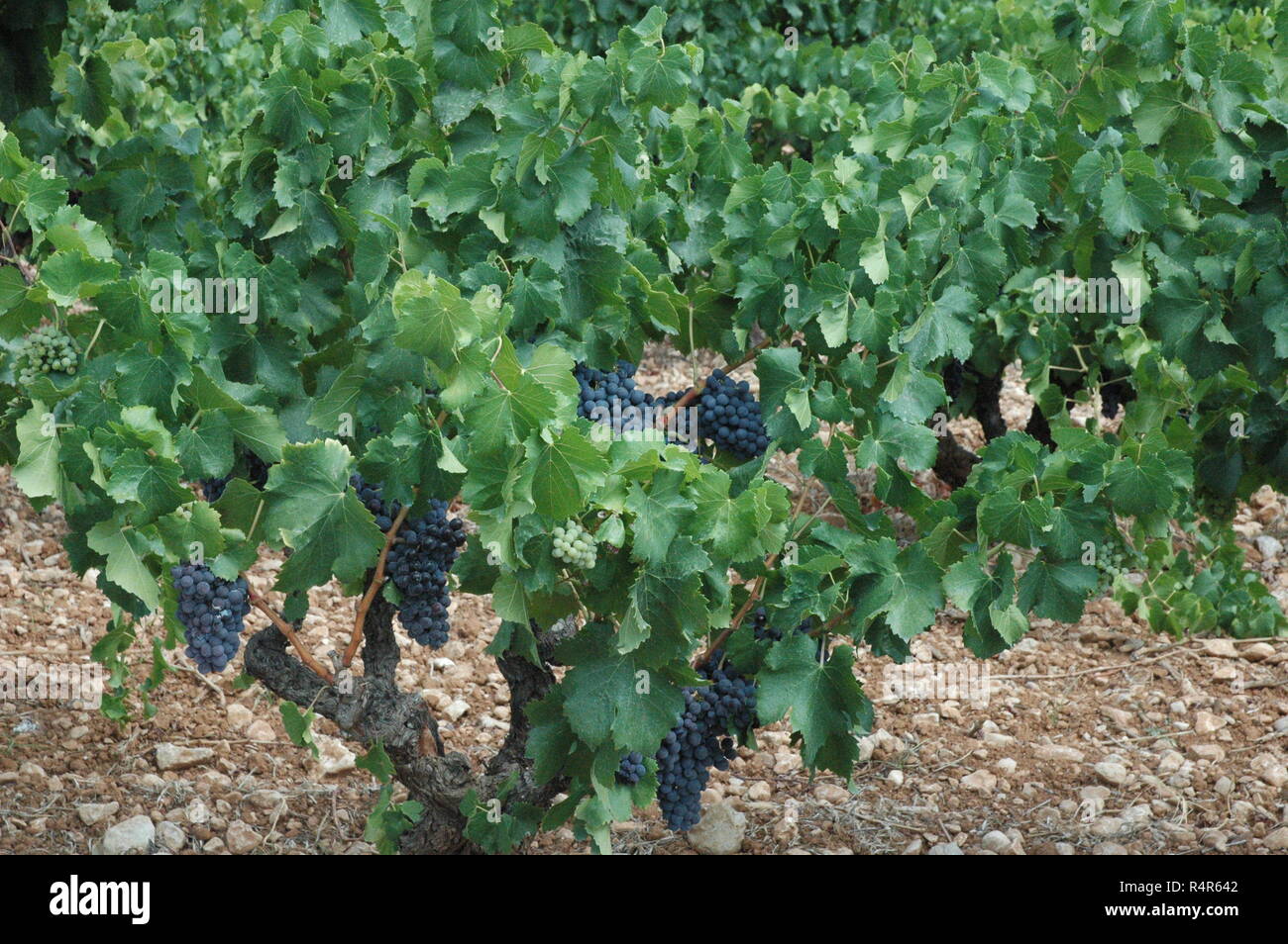 grapes in spain Stock Photo - Alamy