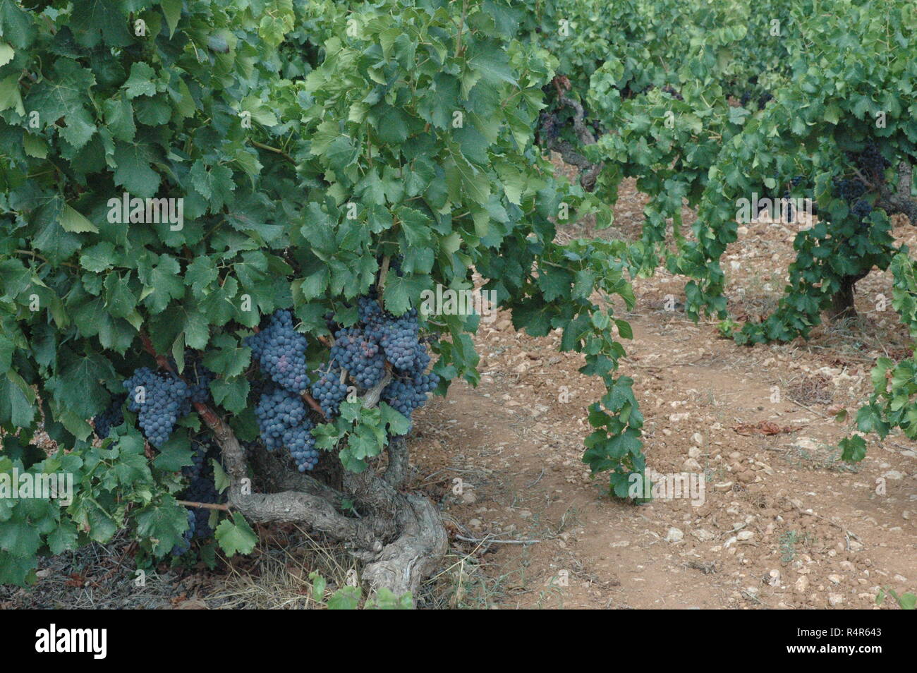 grapes in spain Stock Photo - Alamy