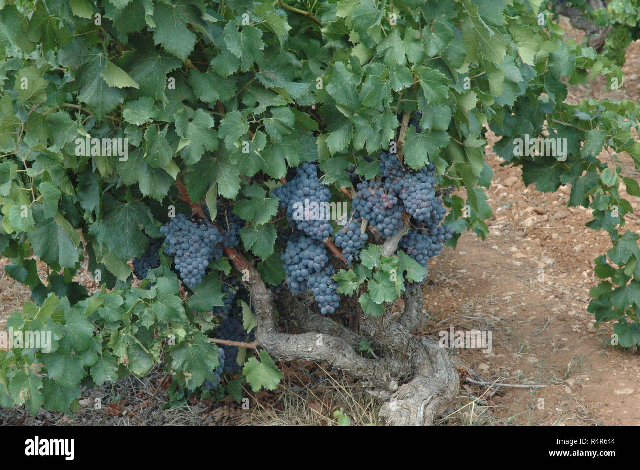 grapes in spain Stock Photo - Alamy