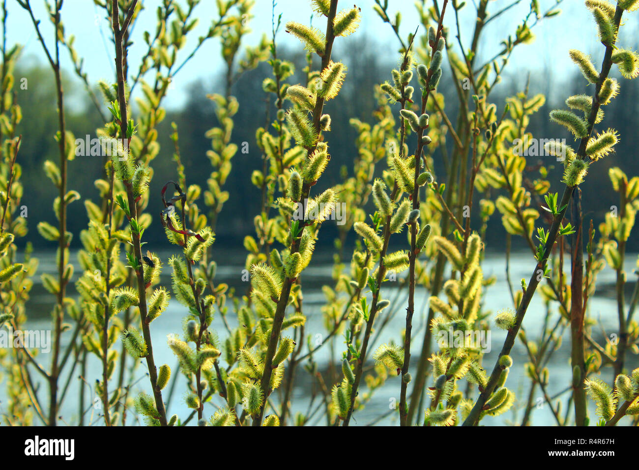 Young sprouts of the willow in the spring Stock Photo - Alamy