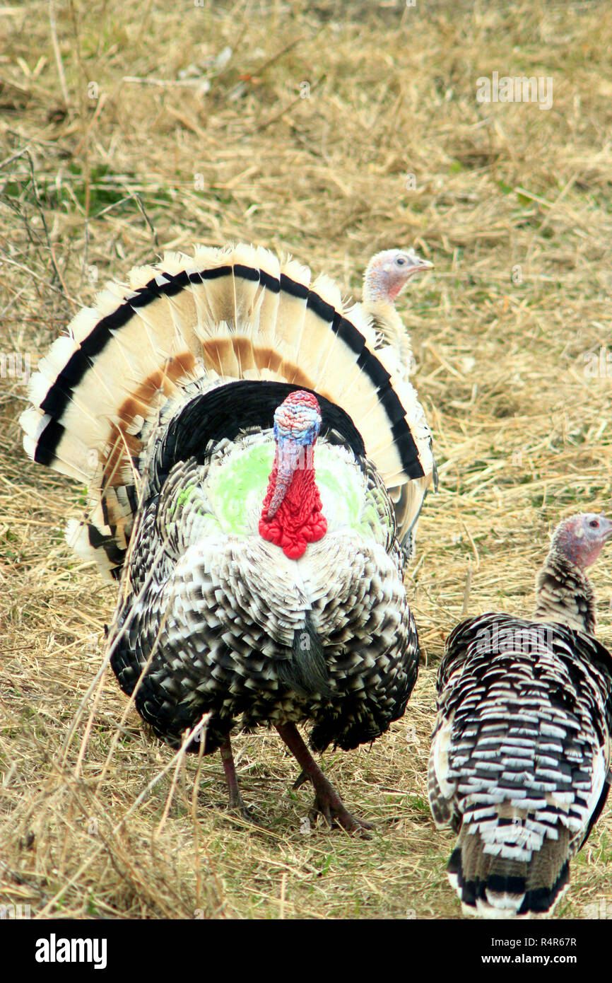 Large poultry bird hi-res stock photography and images - Alamy