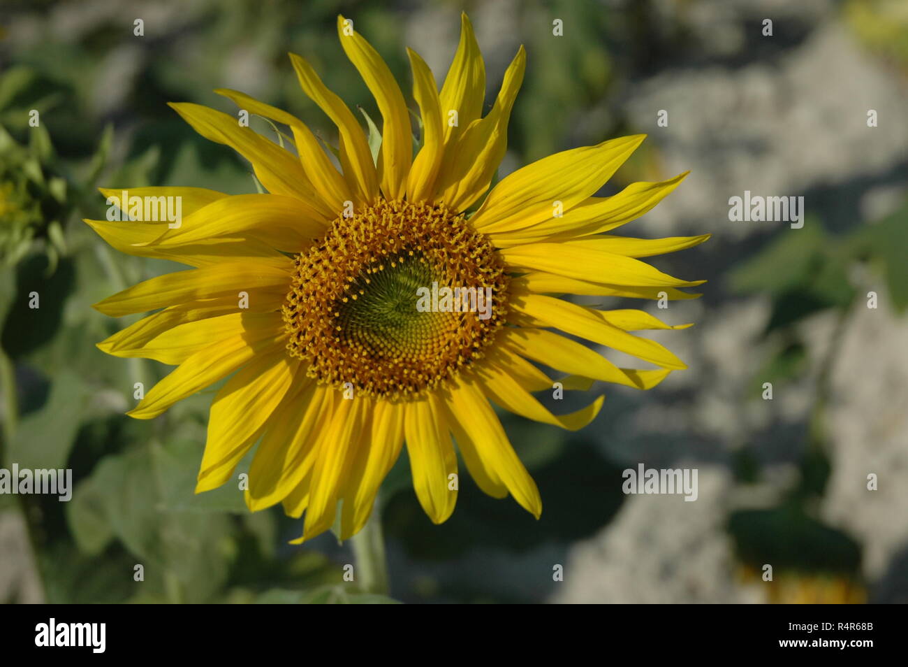 Summer summerly flower sunflower plant hi-res stock photography and ...