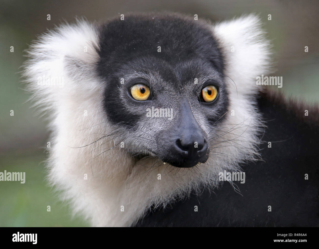 portrait vari varecia variegata Stock Photo - Alamy