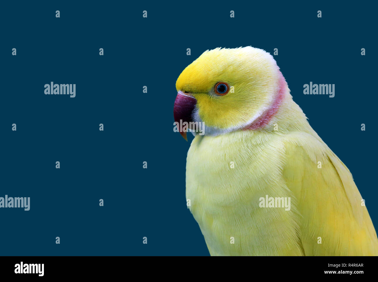 little alexander parakeet psittacula krameri lutino Stock Photo - Alamy