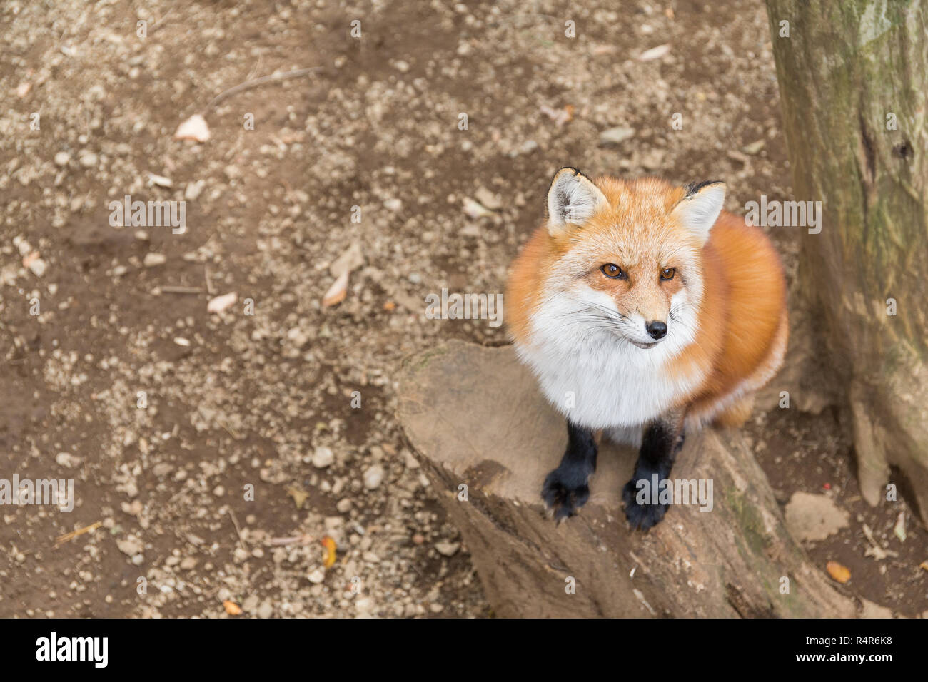 Fox looking up Stock Photo - Alamy
