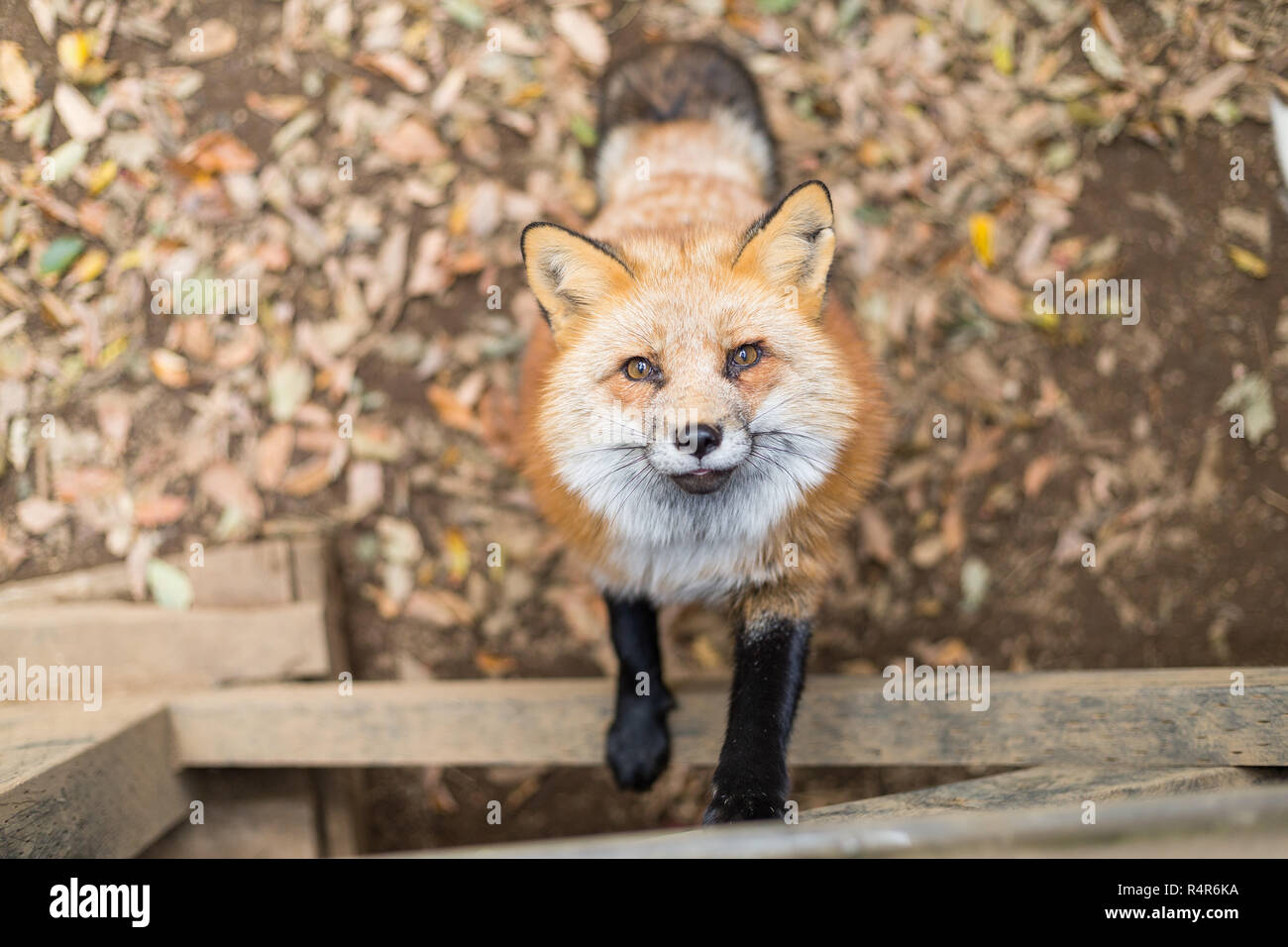 Zao do temple hi-res stock photography and images - Alamy
