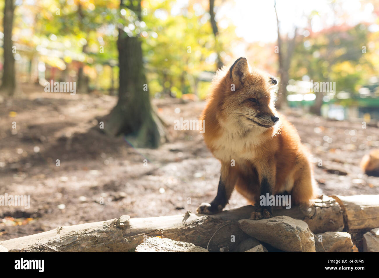 Fox village japan hi-res stock photography and images - Alamy