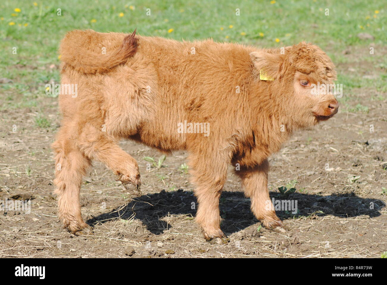 calf - breed scottish highland cattle Stock Photo - Alamy