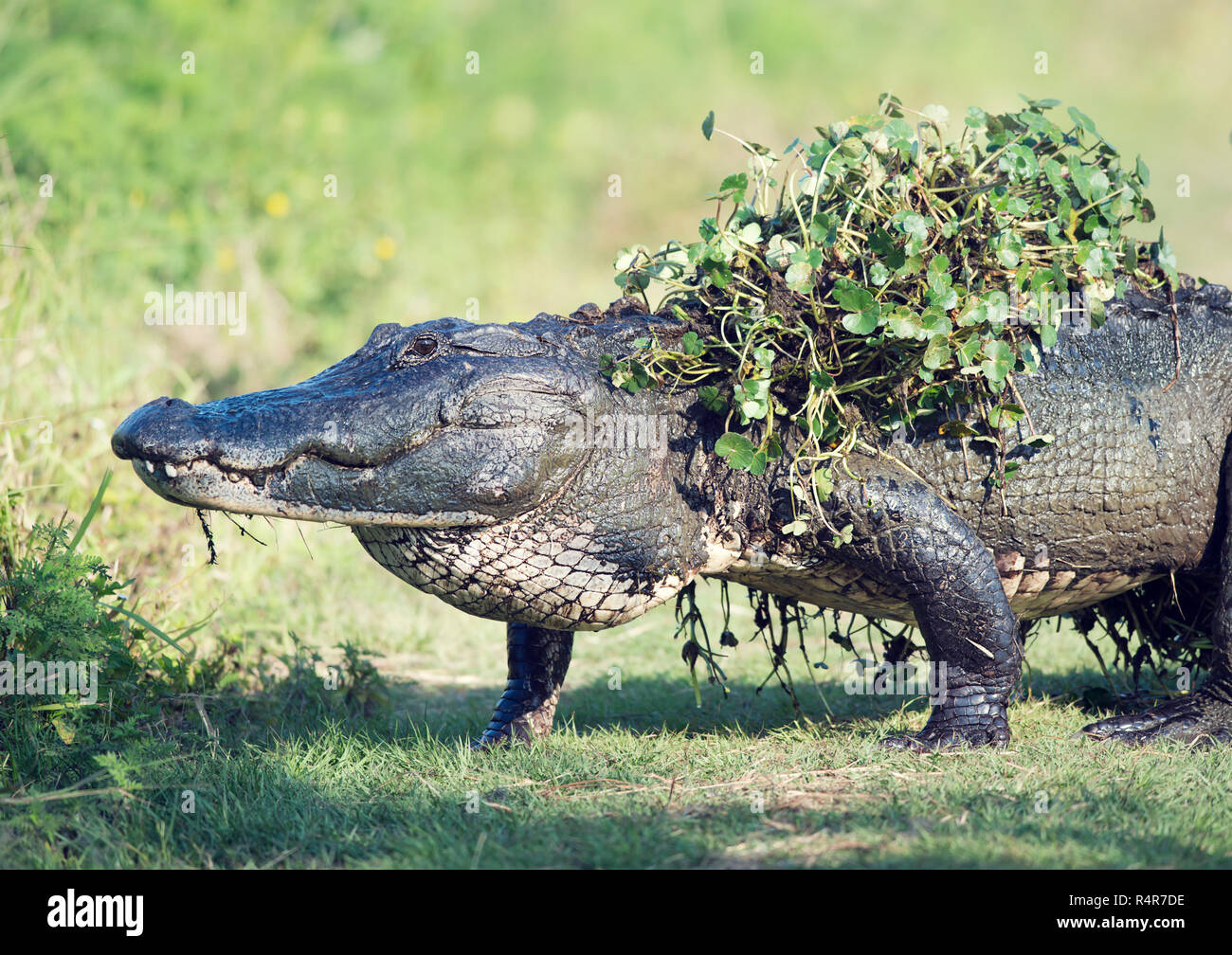 Alligator walking with some water plants on its back Stock Photo - Alamy