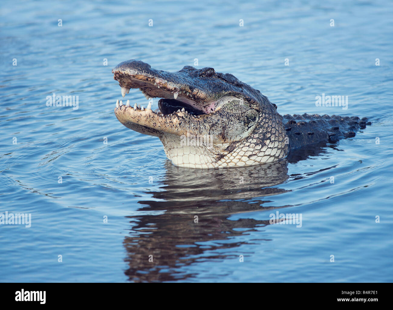 Fish and wildlife hi-res stock photography and images - Alamy
