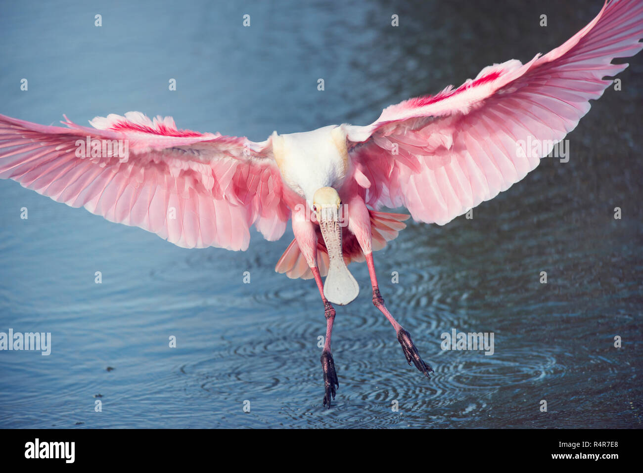 Roseate Spoonbill in flight Stock Photo - Alamy