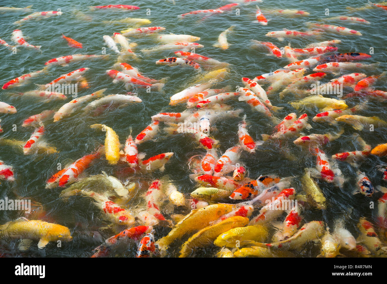 Koi fish in water pond Stock Photo - Alamy