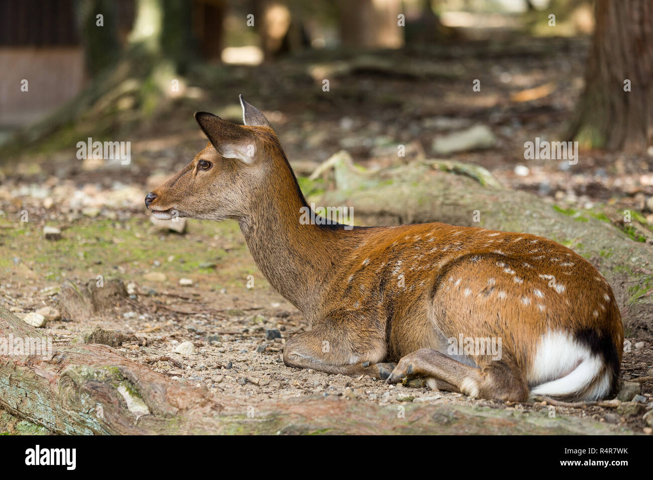 Deer lying on the ground Stock Photo - Alamy