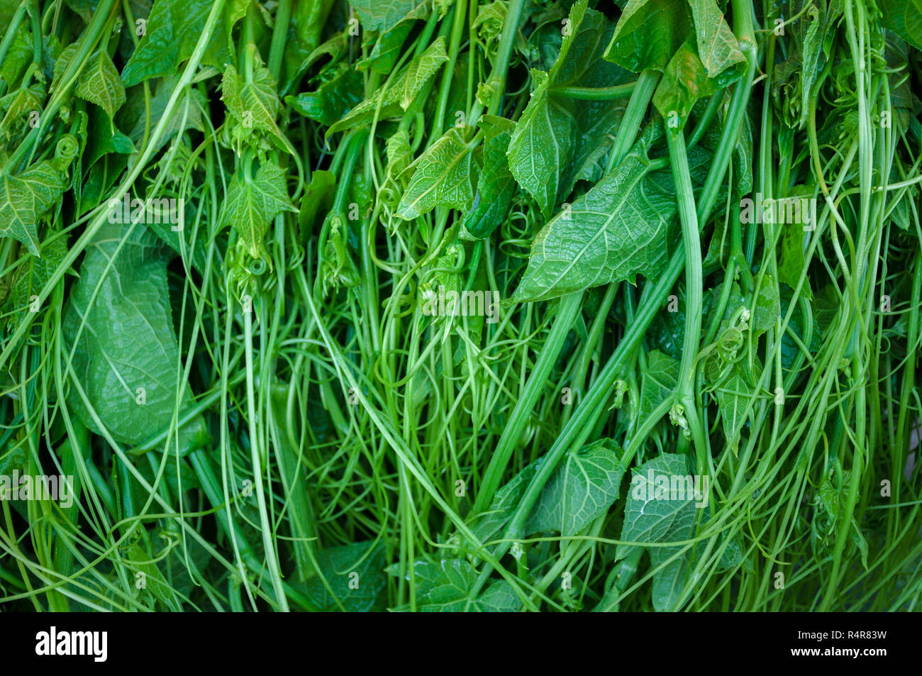 Close up Chayote leaf top view green fresh background, Sechium edule ...