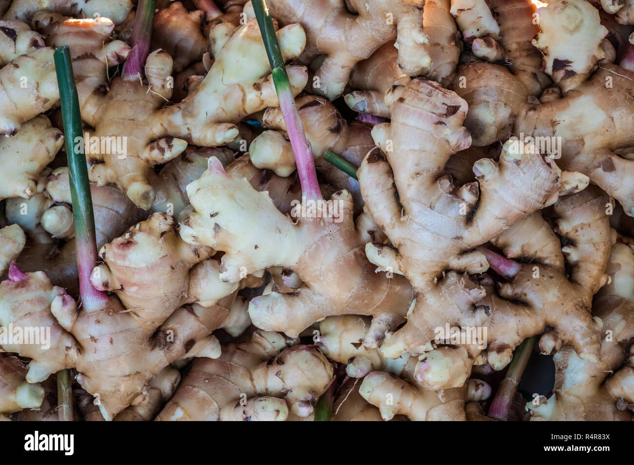 Close up top view fresh Galangal herb background Stock Photo - Alamy