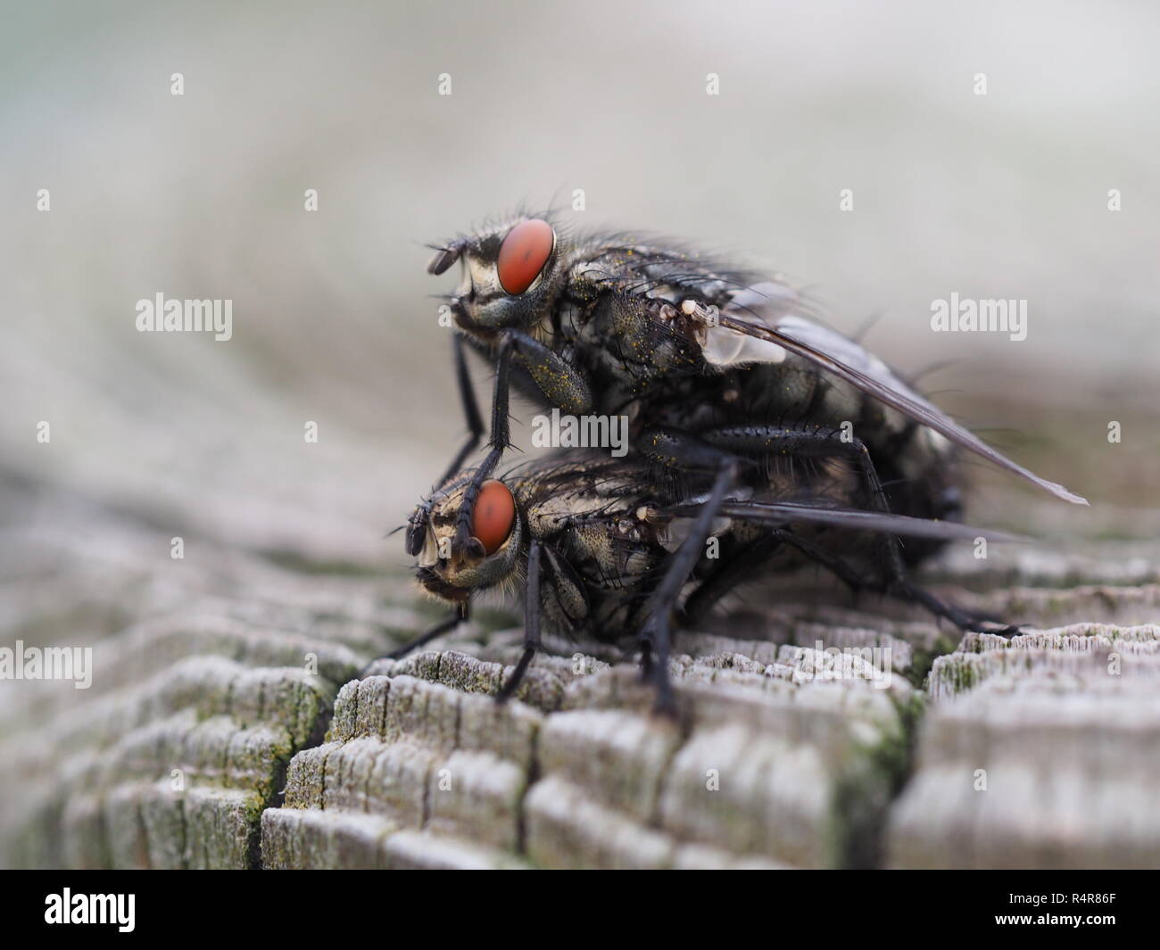 gray meat fly - mating Stock Photo - Alamy