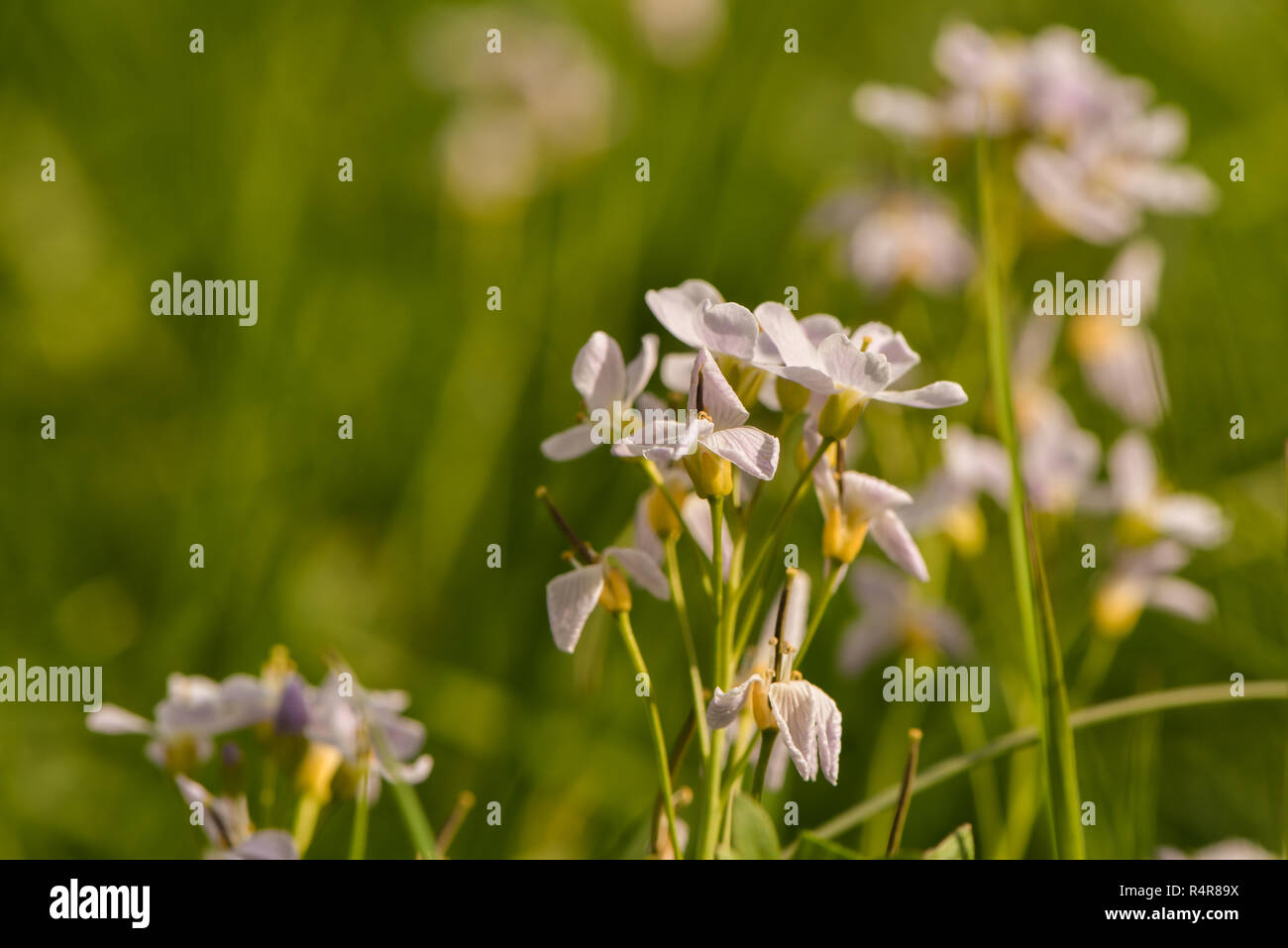 Meadowfoam hi-res stock photography and images - Alamy