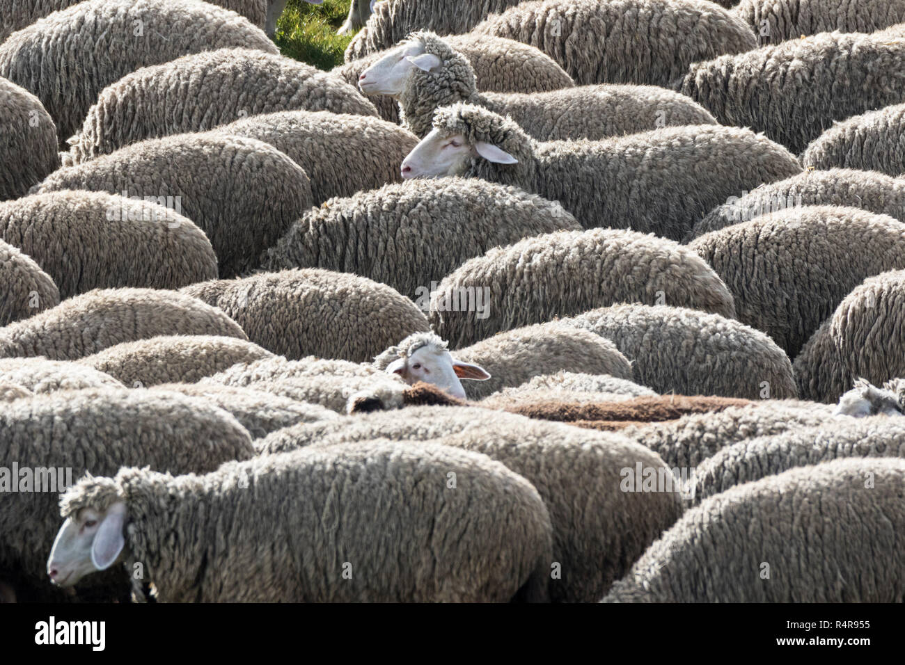 Gregarious Animals High Resolution Stock Photography and Images - Alamy