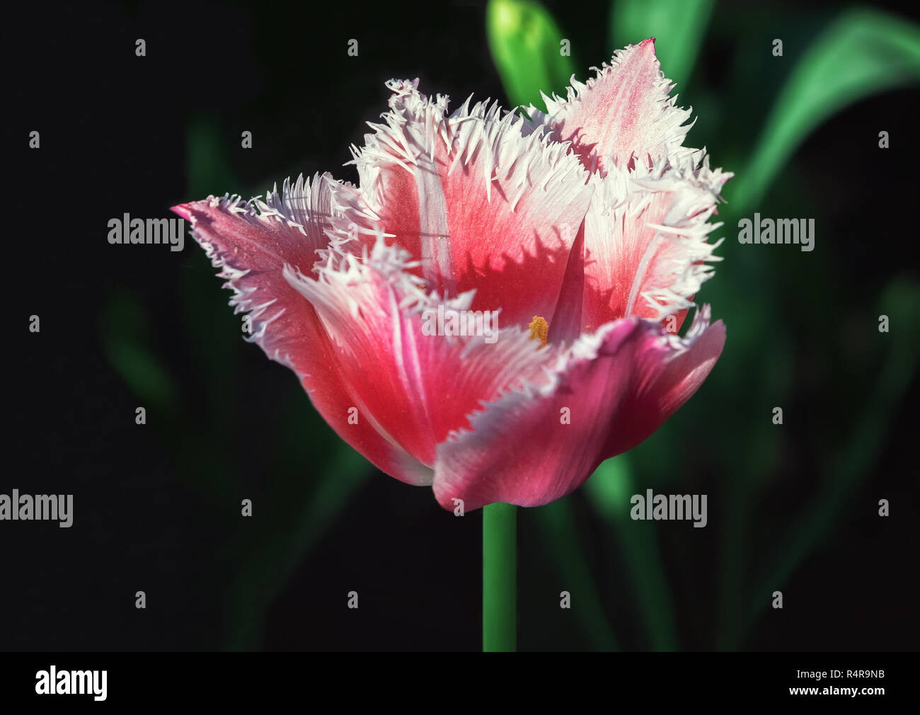 Fringed tulip variety hi-res stock photography and images - Alamy