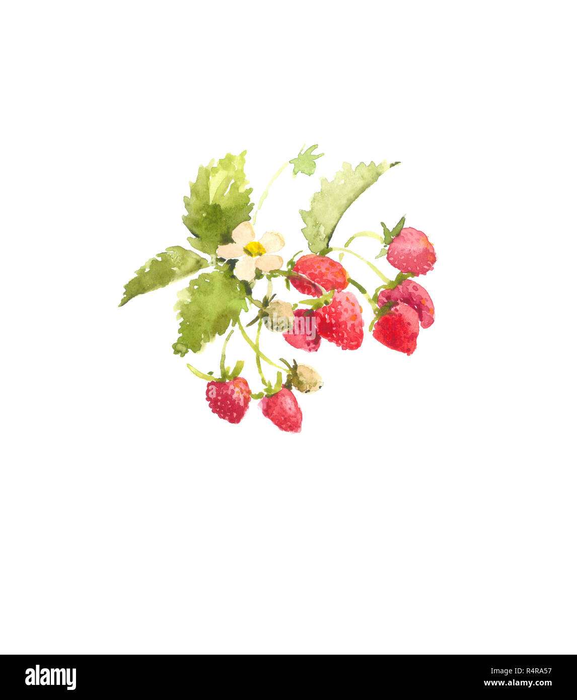 Watercolor strawberries hi-res stock photography and images - Alamy