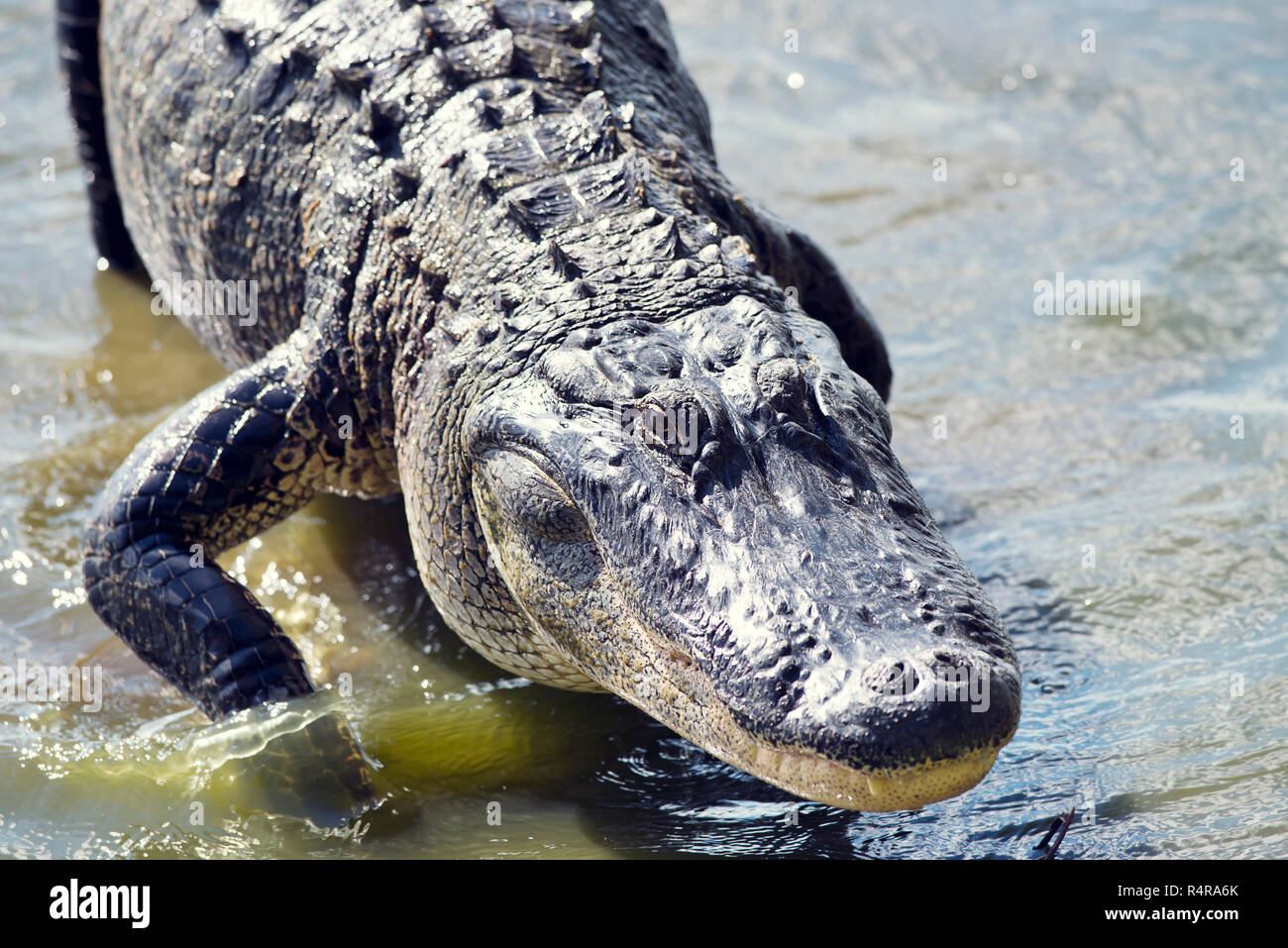 Large American Alligator Stock Photo - Alamy