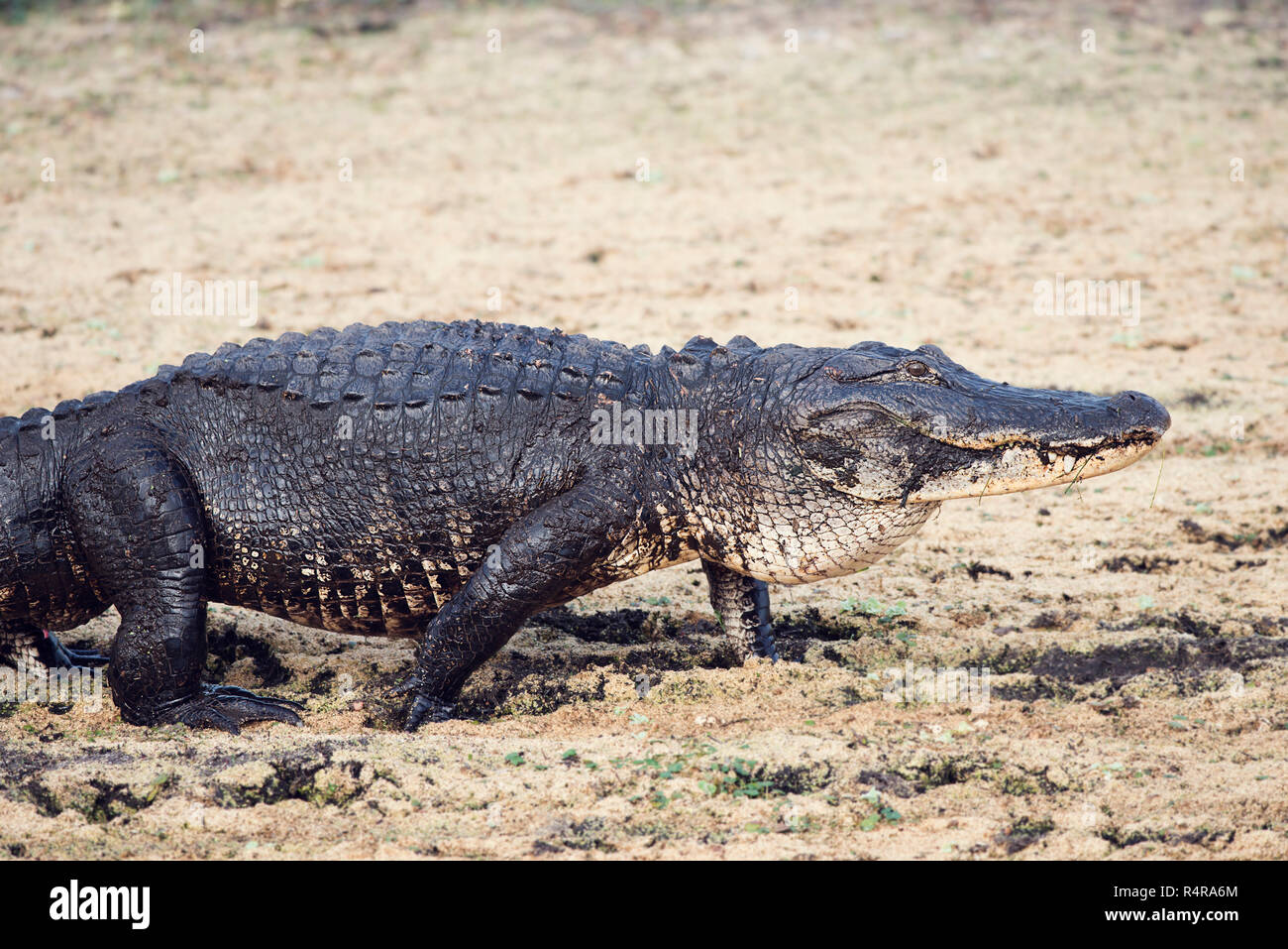 Large Alligator walking Stock Photo - Alamy