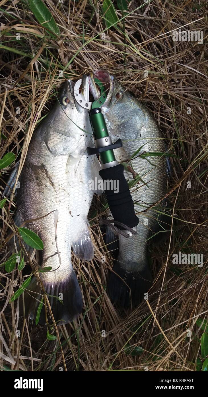 Fresh hooked seabass fish on dry hay Stock Photo - Alamy