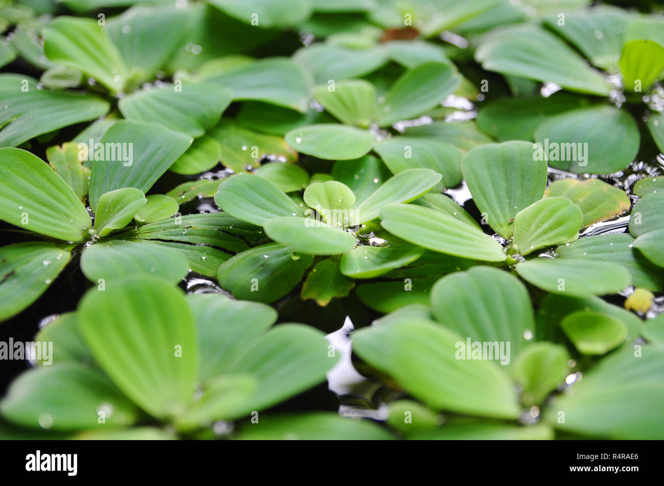 Green duckweeds on water in asia Stock Photo - Alamy
