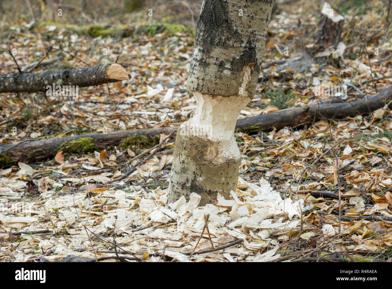 Beaver tree chew hi-res stock photography and images - Alamy