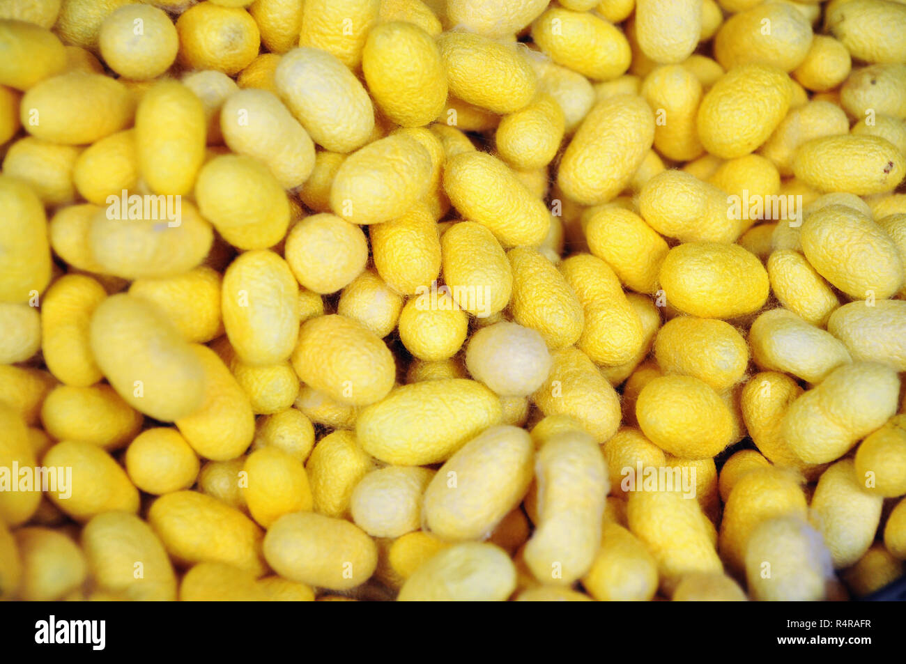 Sericulture process making silk hi-res stock photography and images - Alamy