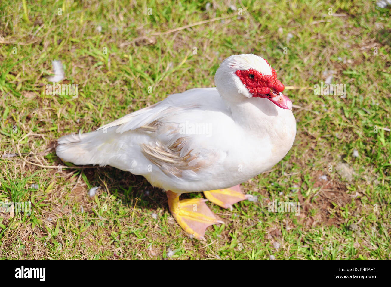 White goose walk on rural hi-res stock photography and images - Alamy