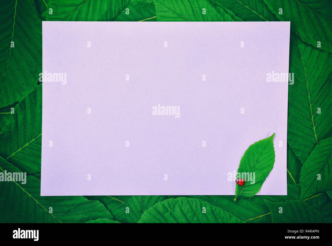 White large empty paper sheet Stock Photo - Alamy