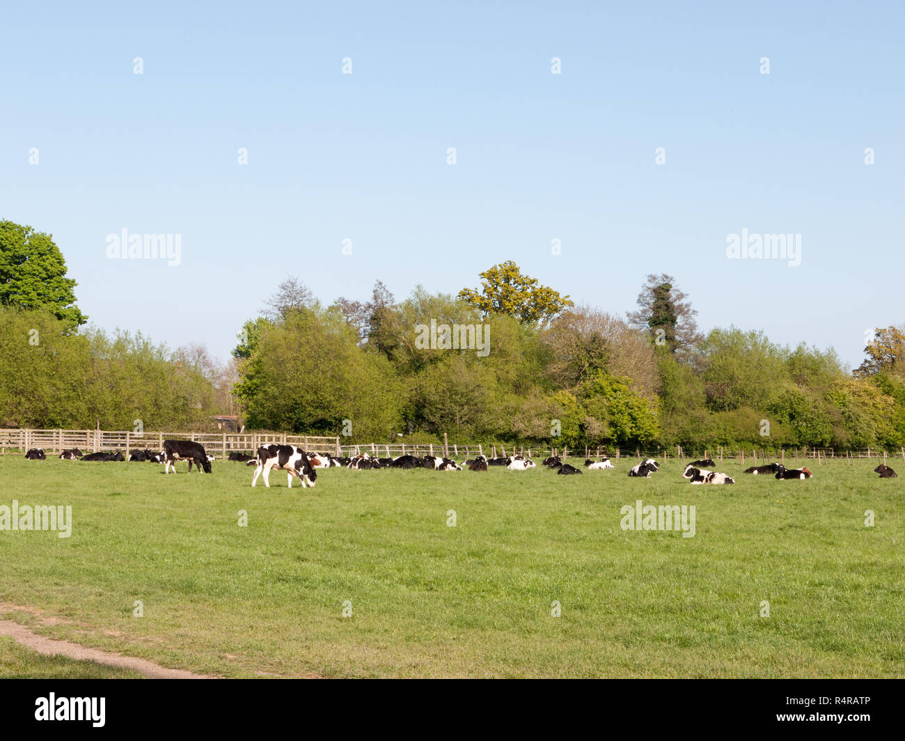 lots of cows in a field many colors and shapes and sizes grazing Stock ...