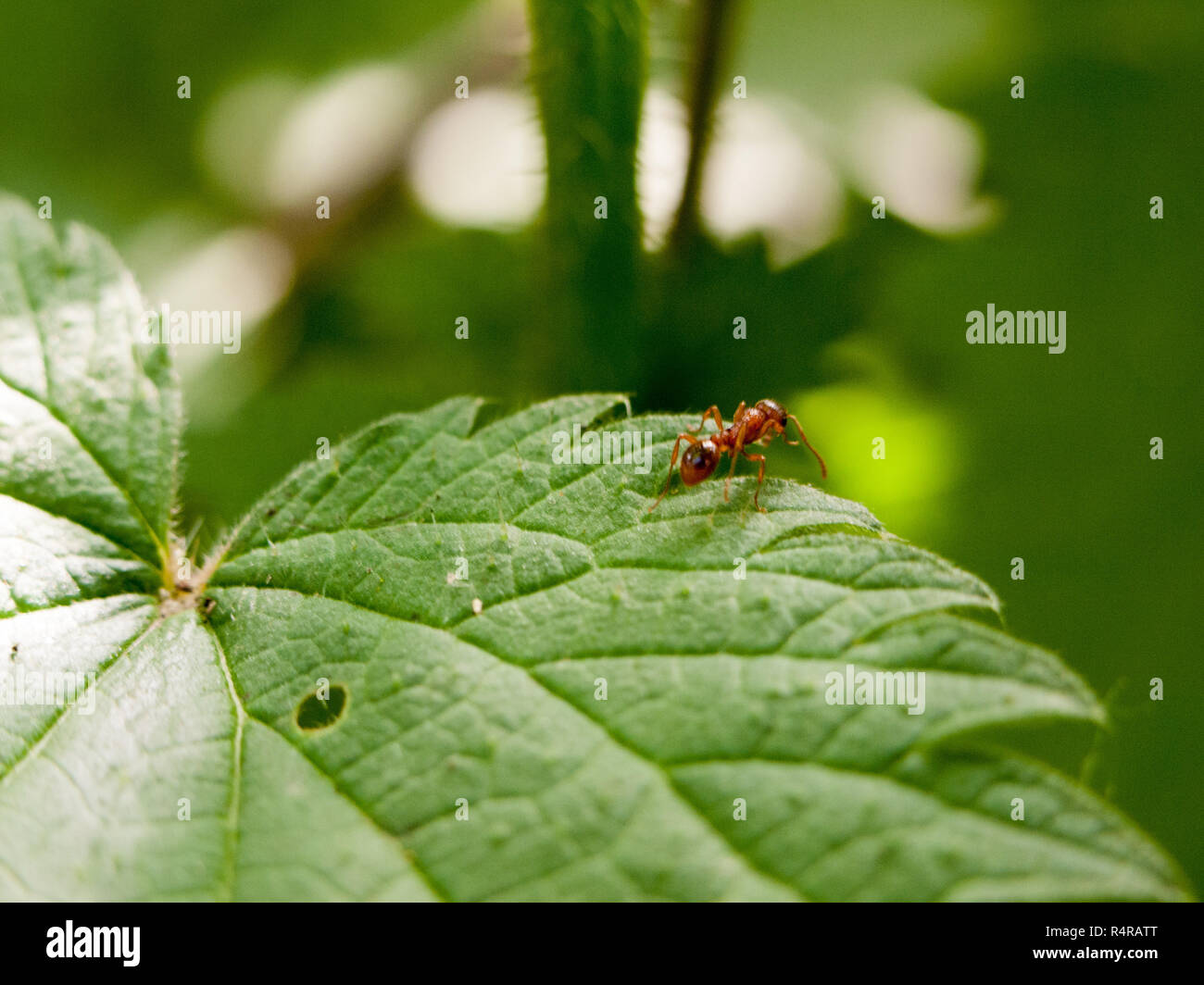 plant leaf ant macro close up detail Stock Photo - Alamy