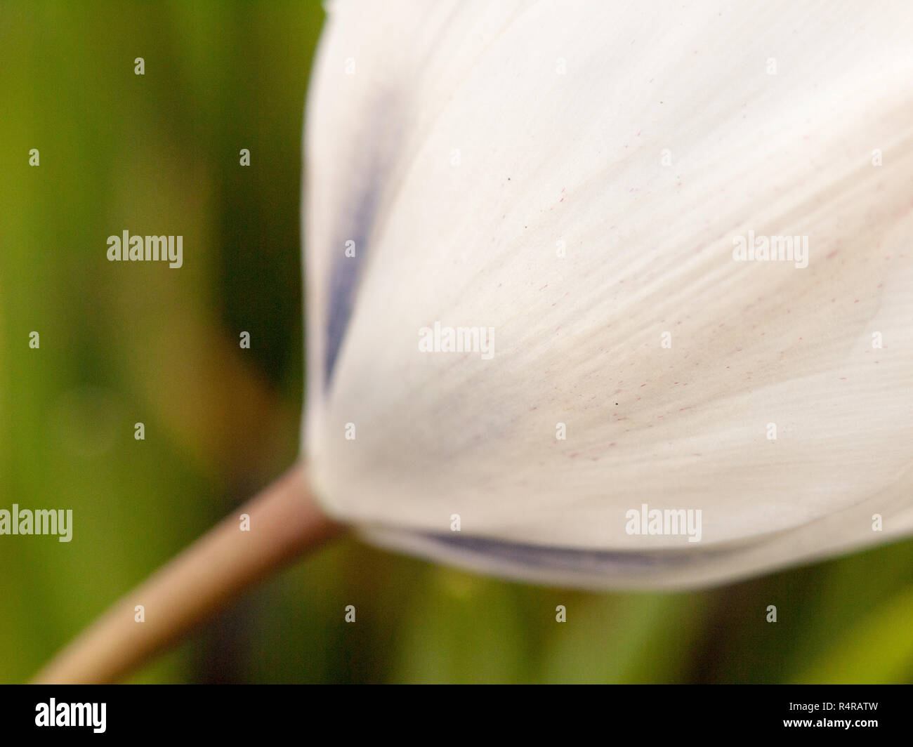 High macro view of head hi-res stock photography and images - Alamy