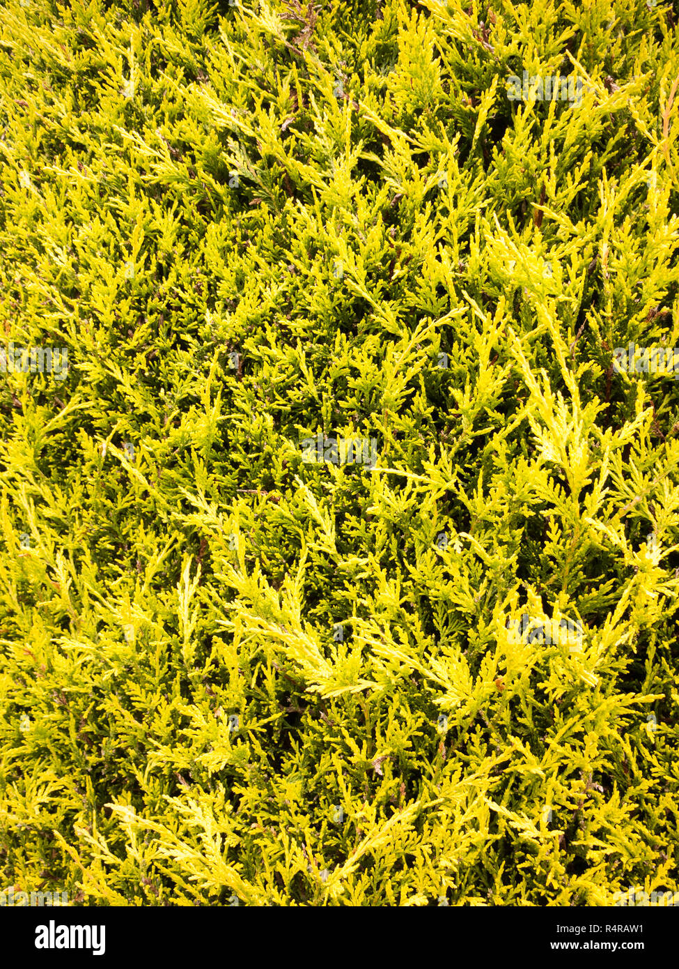 pretty and colorful yellow tree outside in garden Stock Photo - Alamy