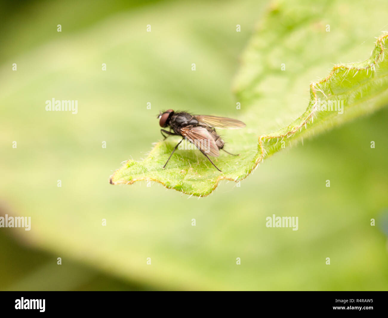 Small fly on large leaf hi-res stock photography and images - Alamy