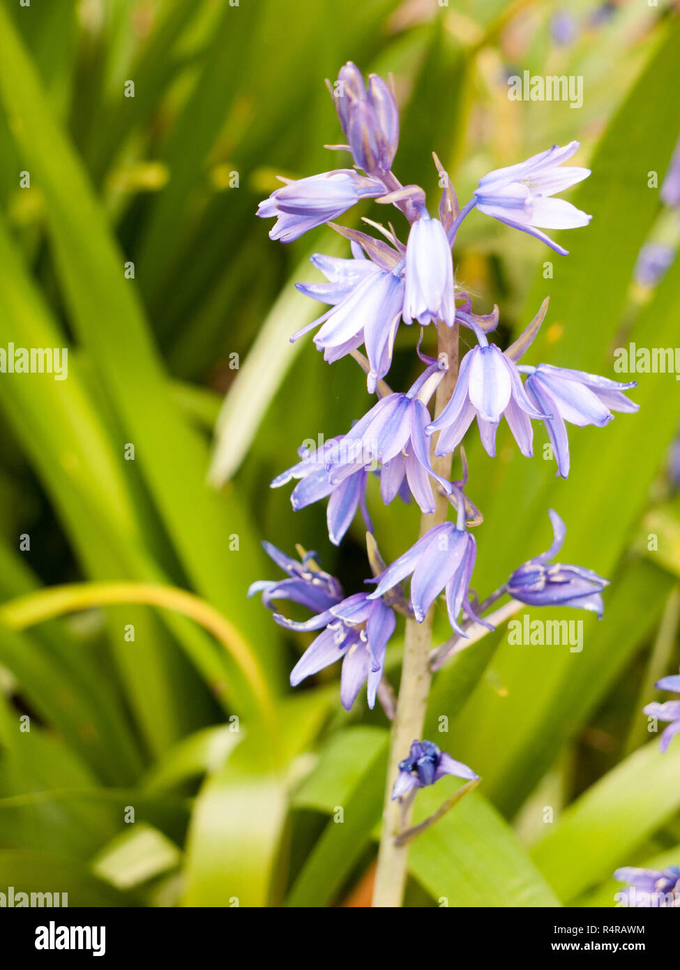 single bluebell plant with beautiful blue petals Stock Photo - Alamy