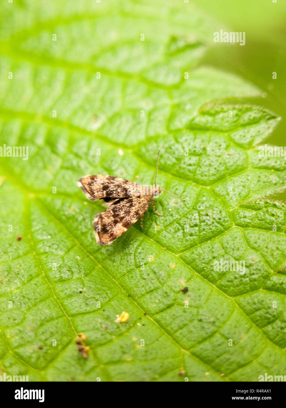 Beautiful leaf moth hi-res stock photography and images - Alamy