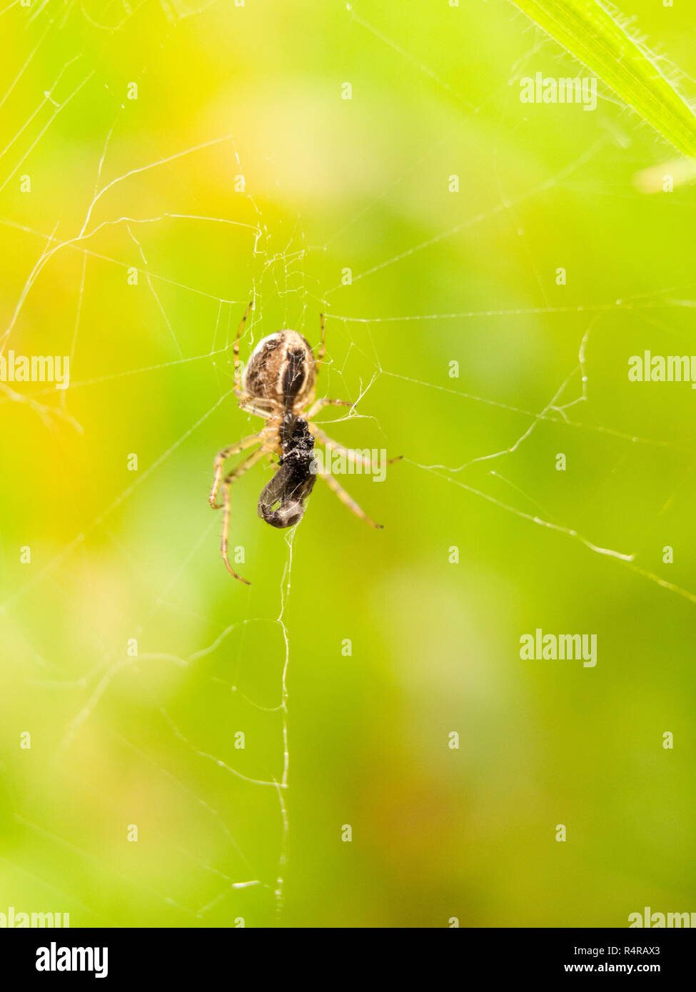 Spider on web eating dinner hi-res stock photography and images - Alamy